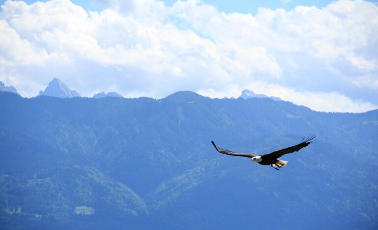 Blue Eagle (Men) Mayan Zodiac Sign: Vision, Freedom, and the Spiritual ...